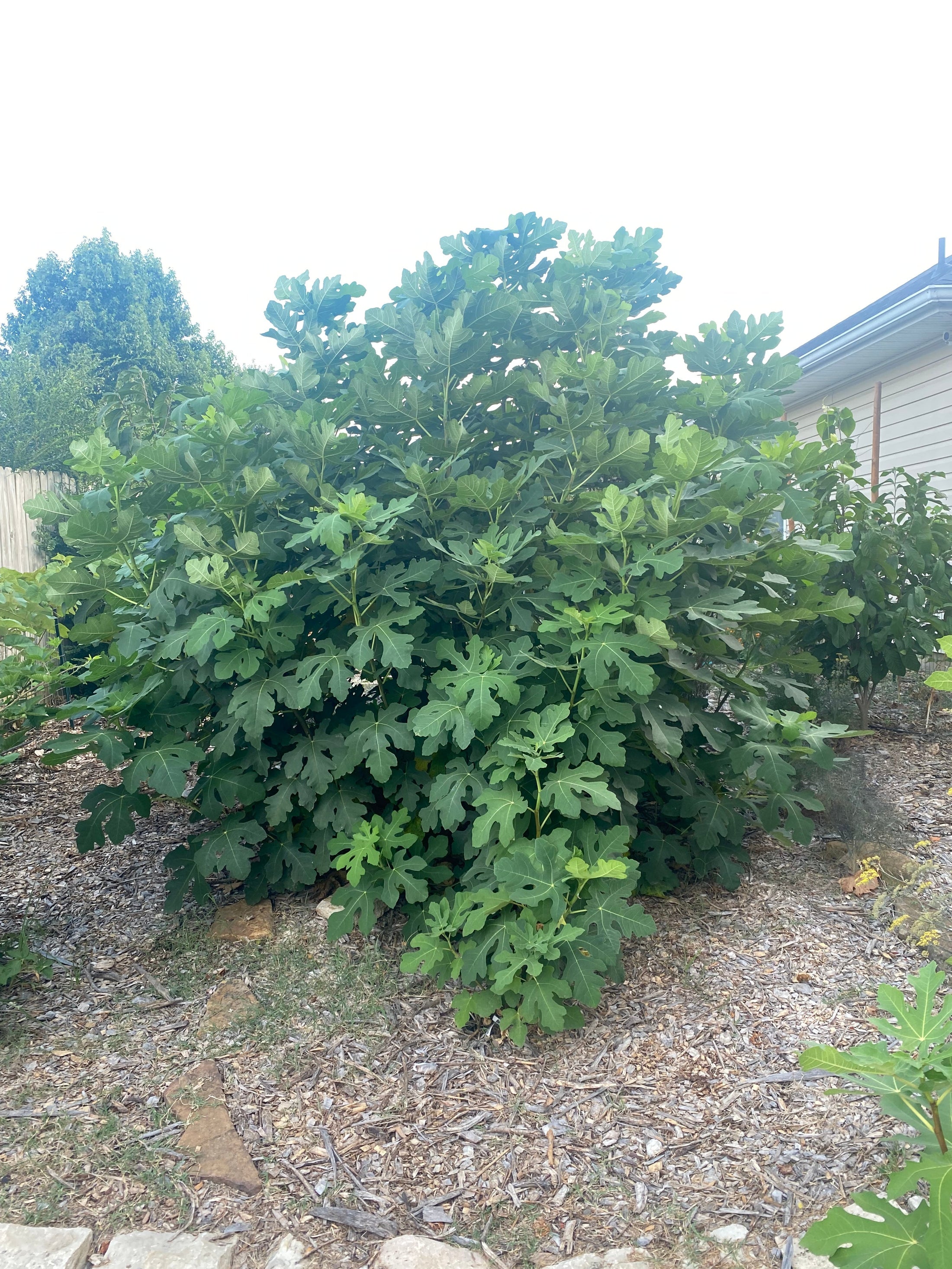 Cold Hardy Figs: How to Grow Figs in USDA Zones 6 and Below – The ...