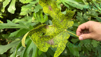 Say Goodbye to Fig Rust Forever: Top Tips for a Healthy Fig Tree! – The ...