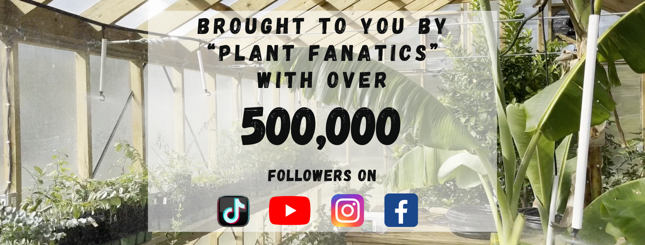 Citrus – The American Fig Company