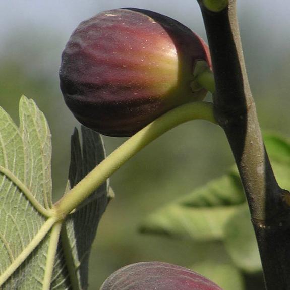 Black Jack (Cuttings) – The American Fig Company