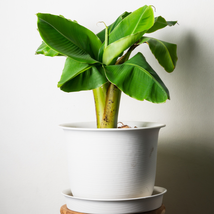 Dwarf Brazilian – The American Fig Company