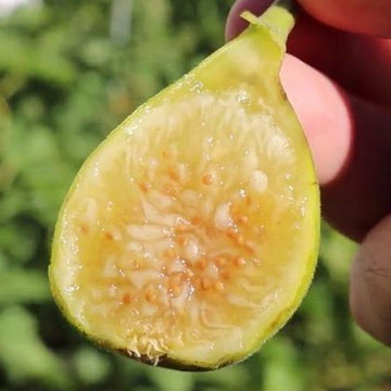 Cold Hardy Fruiting Trees, Bushes, And Vines For Edible Landscapes ...