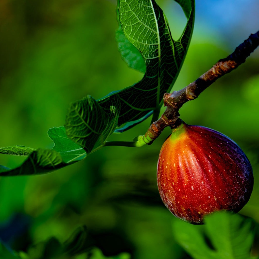 Cold Hardy Fruiting Trees, Bushes, And Vines For Edible Landscapes ...