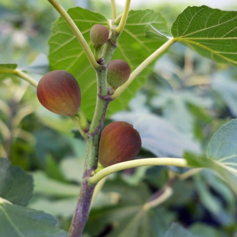 Products – The American Fig Company