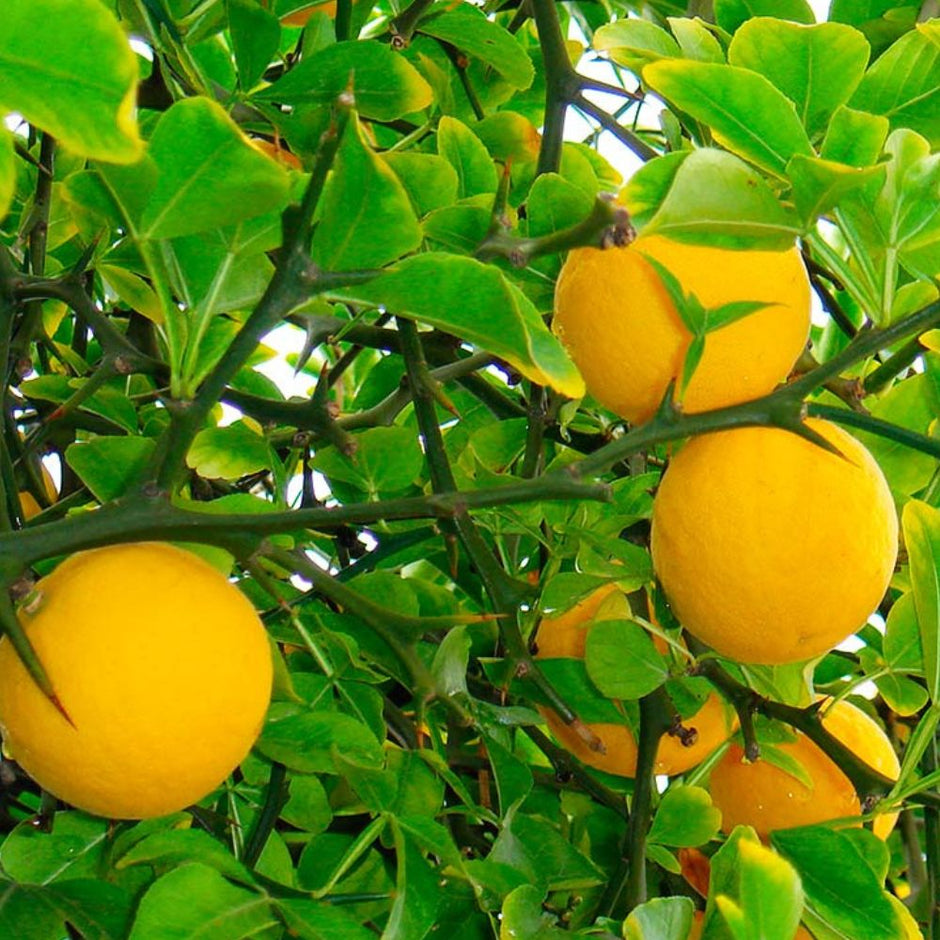 Cold Hardy Fruiting Trees, Bushes, And Vines For Edible Landscapes ...