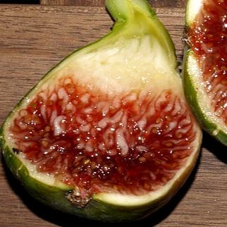 Partridge Eye (Cuttings) – The American Fig Company