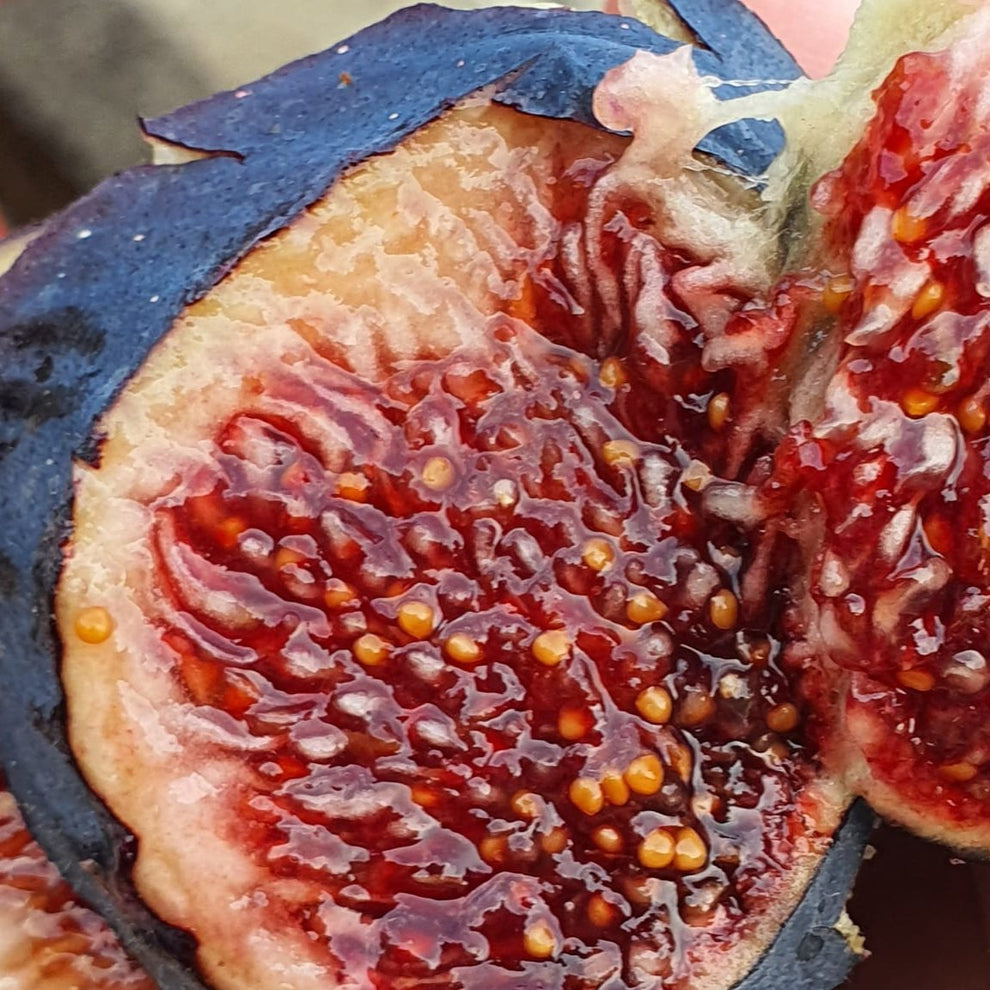 Raspberry Latte (Cuttings) – The American Fig Company