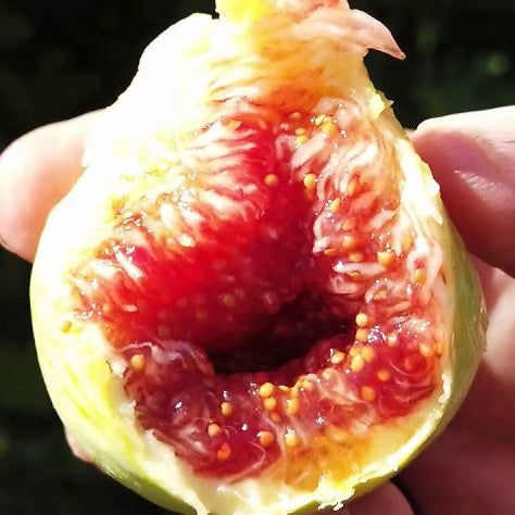 Sequoia (Cuttings) – The American Fig Company