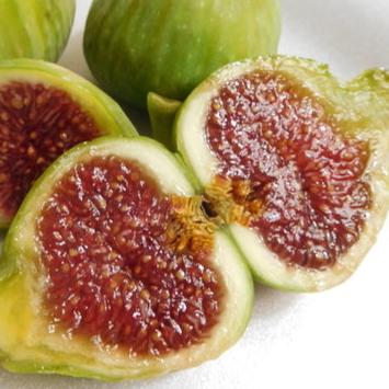 Vasilika Sika (Cuttings) – The American Fig Company