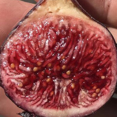 Pastiliere (rooted) – The American Fig Company