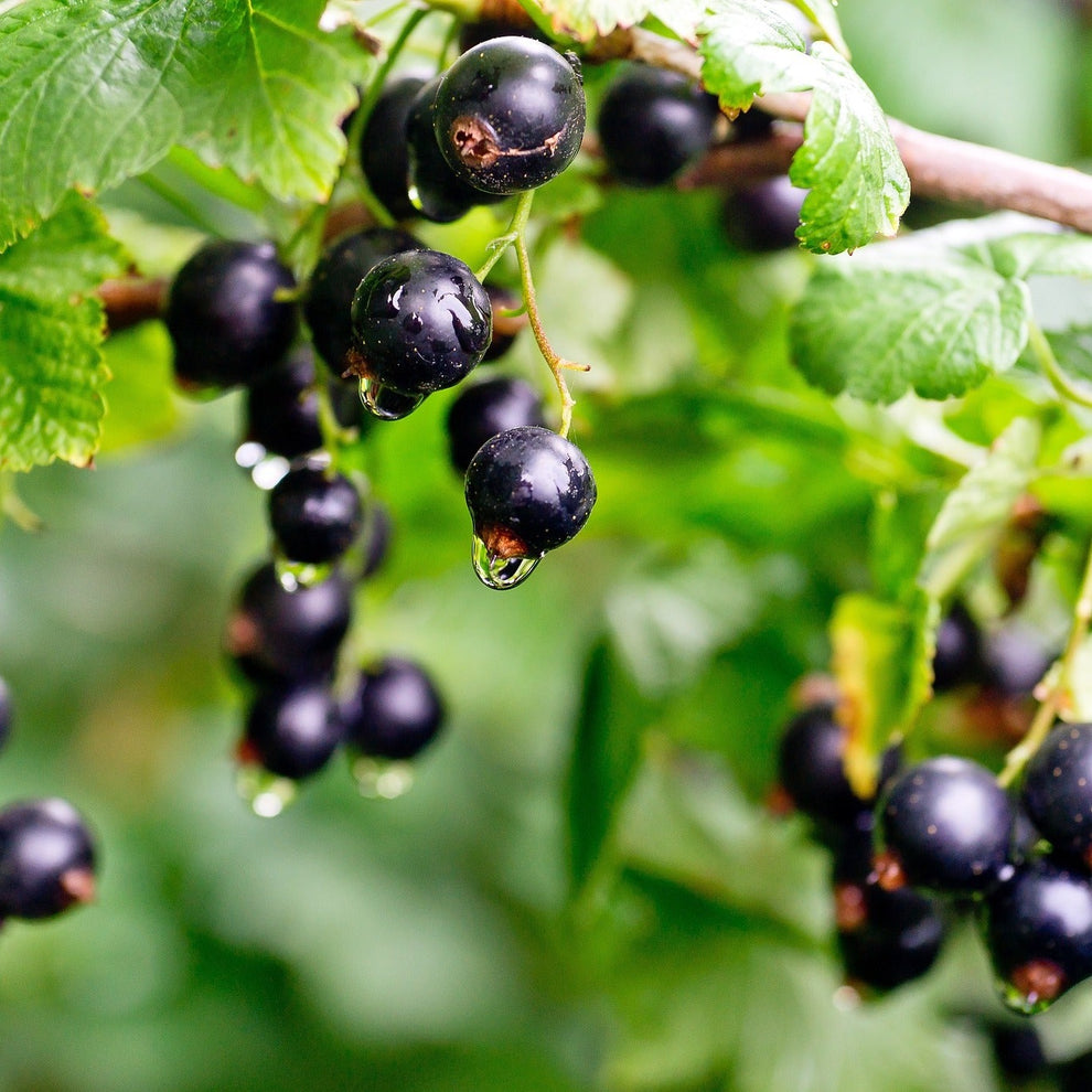 Jostine Black Currant – The American Fig Company