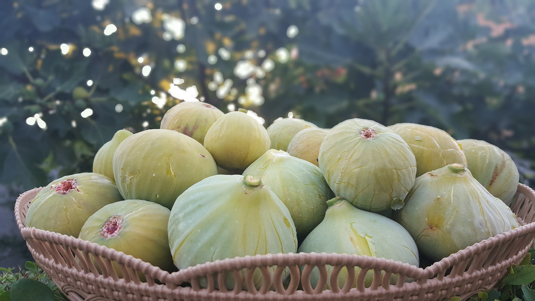 Calimyrna Fig (rooted) – The American Fig Company