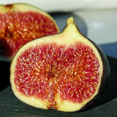 Fig Cuttings – The American Fig Company