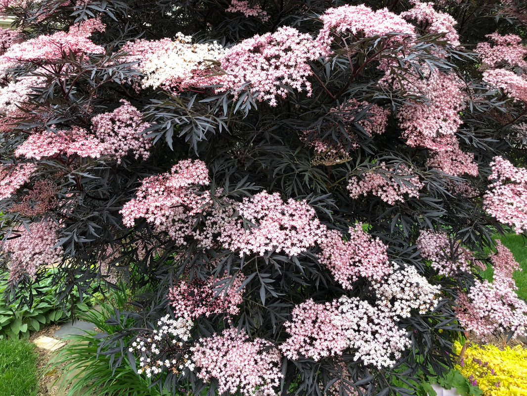 Elderberry (Rooted) – The American Fig Company