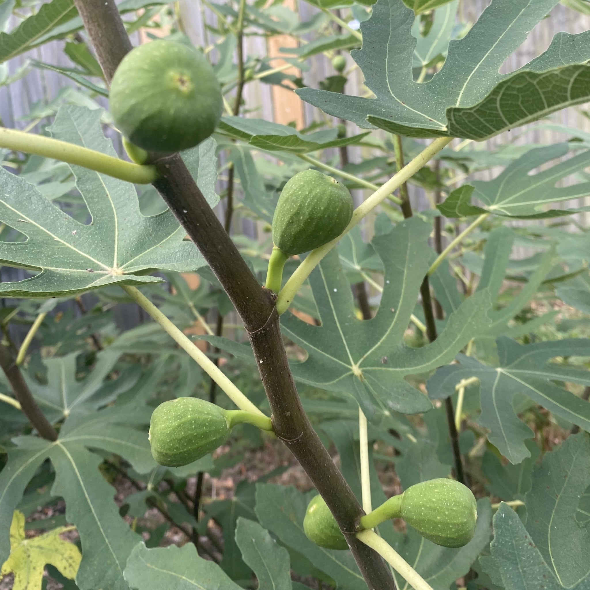Texas Everbearing (Rooted) – The American Fig Company