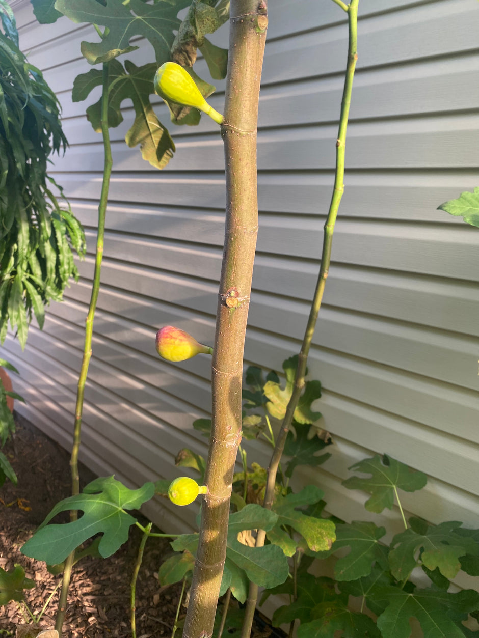 Fig Cuttings – Page 2 – The American Fig Company