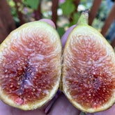Fig Cuttings – The American Fig Company