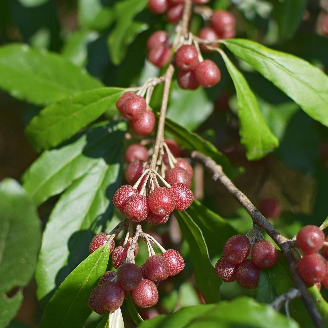 Autumn Olives – The American Fig Company