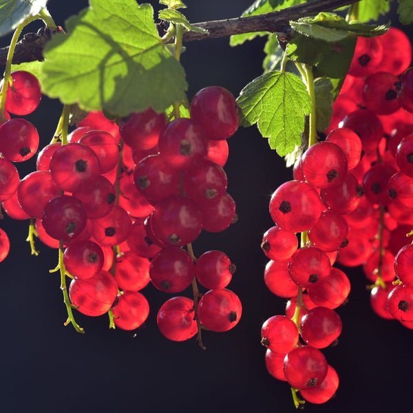 Jonkheer Von Tets Red Currant – The American Fig Company