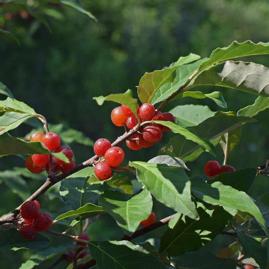 Autumn Olives – The American Fig Company