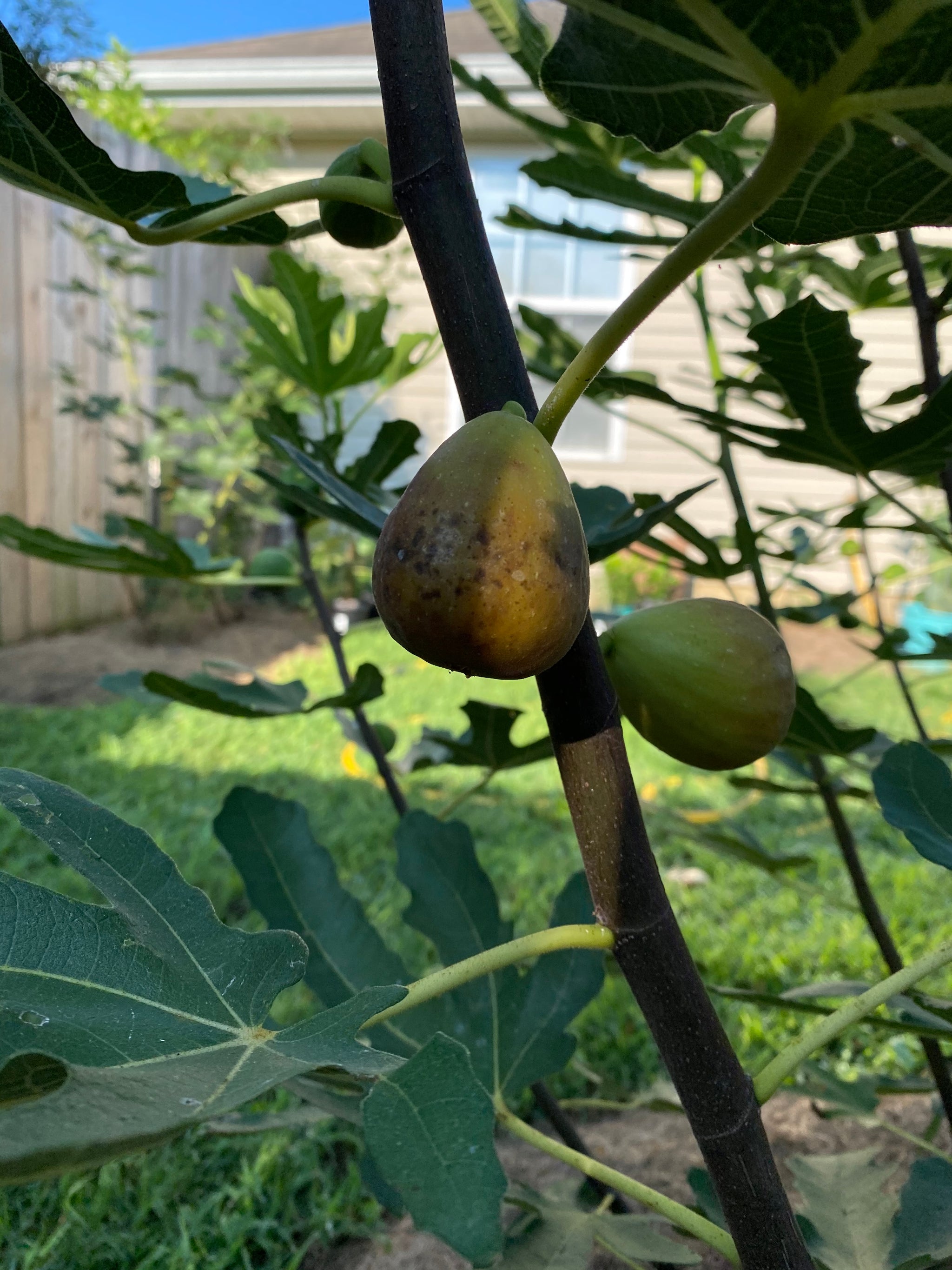 Texas Everbearing (Rooted) – The American Fig Company