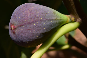 Fig Cuttings – The American Fig Company