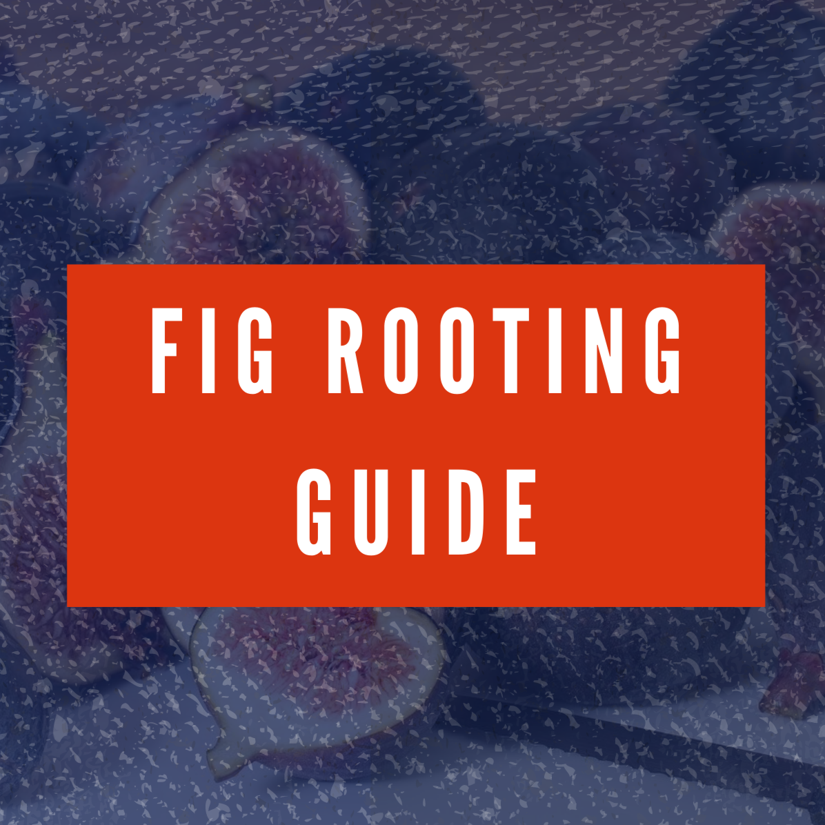 Fig Rooting Guide – The American Fig Company