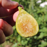 Fig Cuttings – The American Fig Company